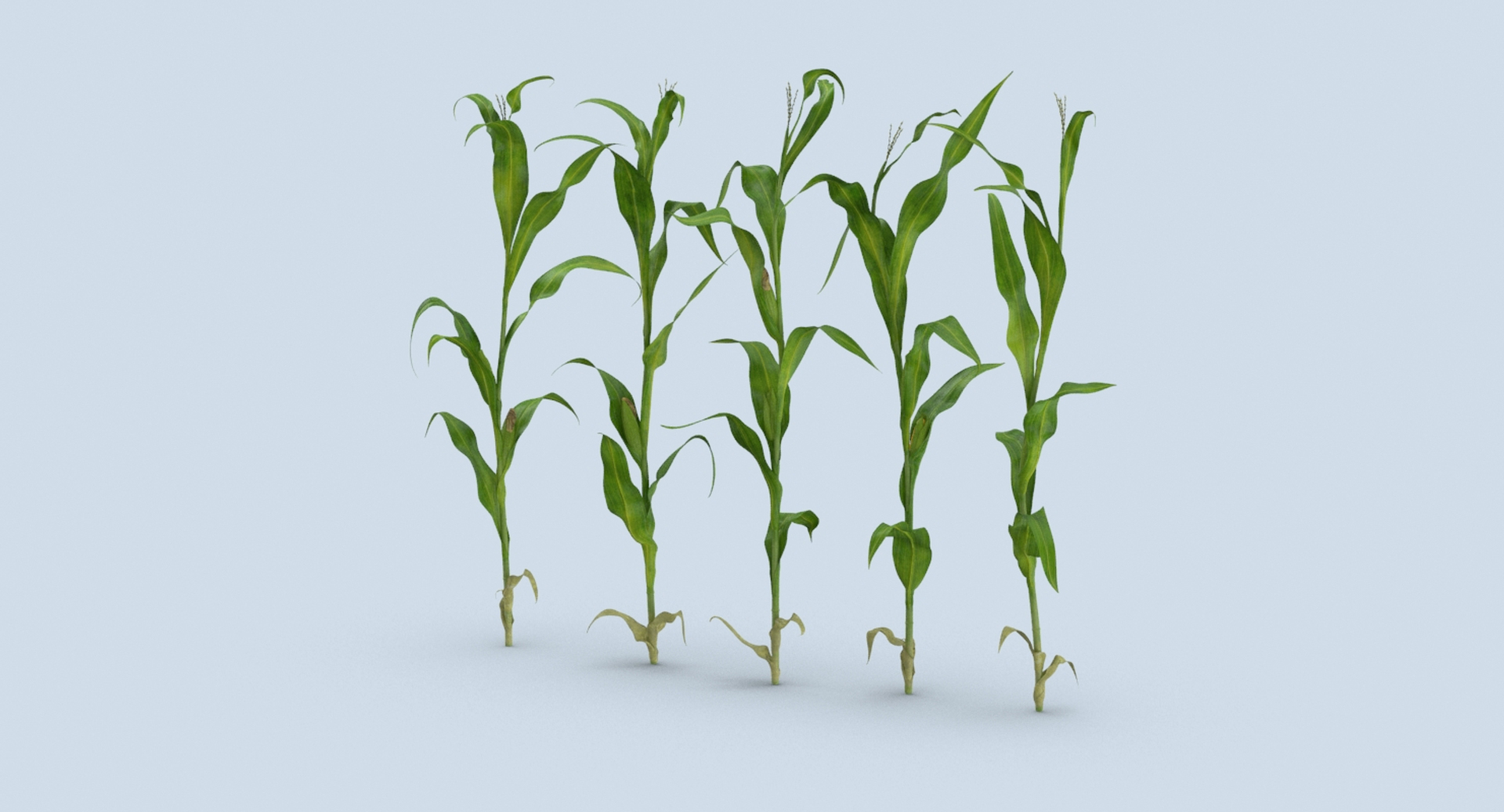 3D Corn-stalks-and-patch---row Model - TurboSquid 1344456