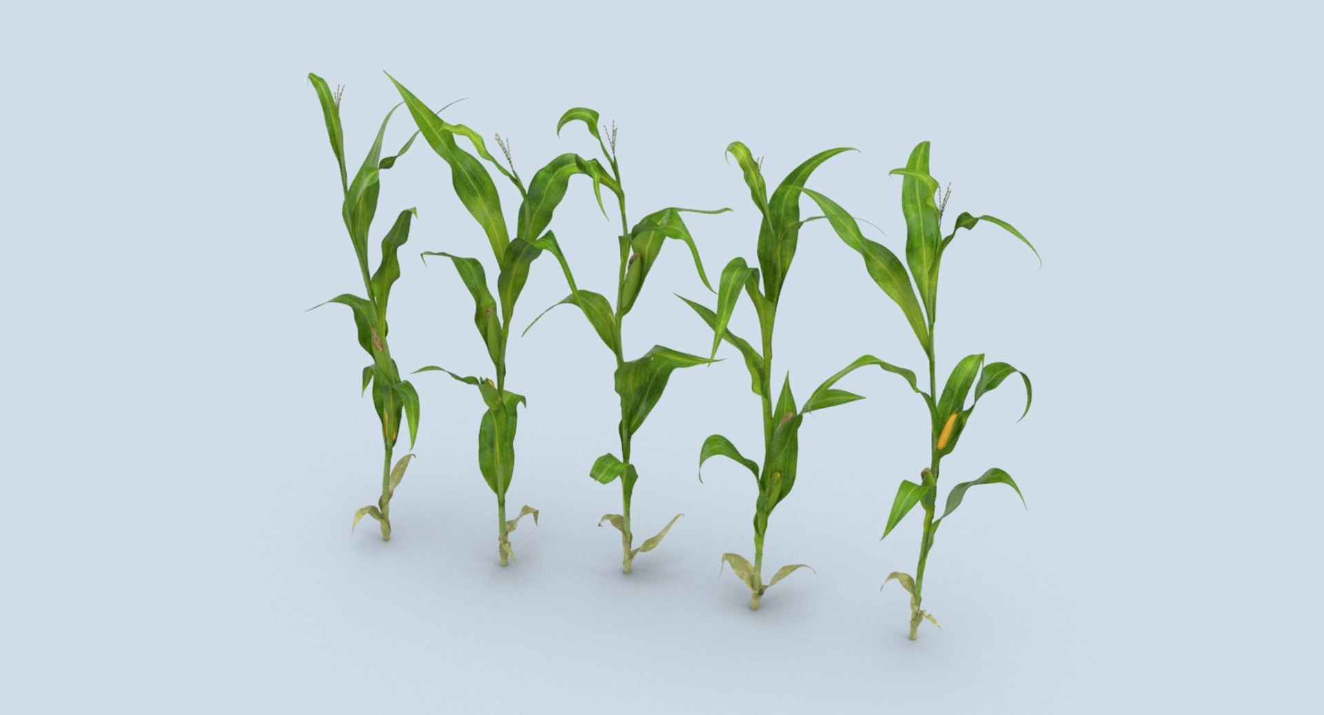 3D Corn-stalks-and-patch---row Model - TurboSquid 1344456