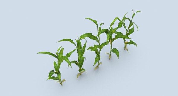 3D corn-stalks-and-patch---row model - TurboSquid 1344456