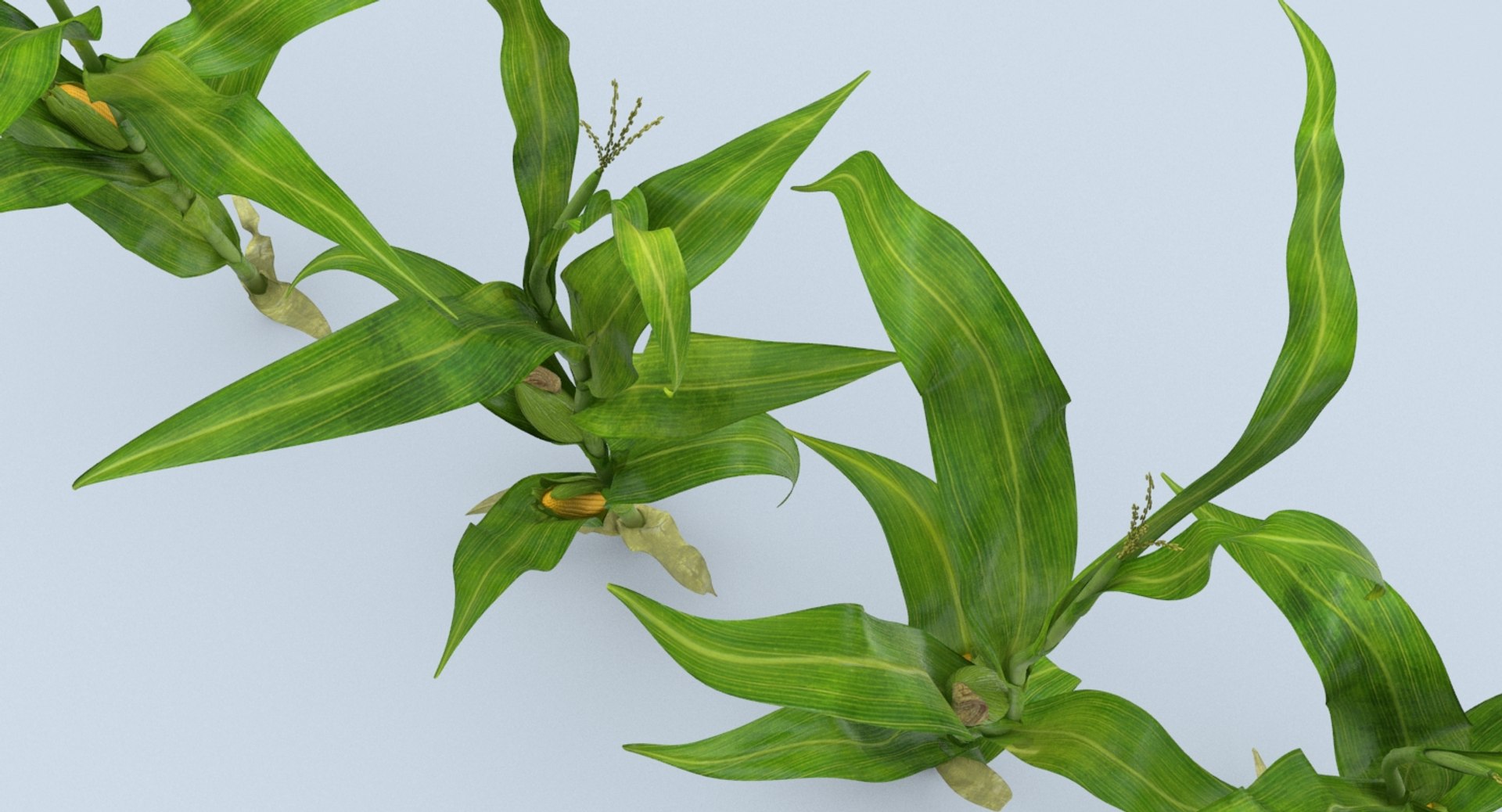 3D Corn-stalks-and-patch---row Model - TurboSquid 1344456