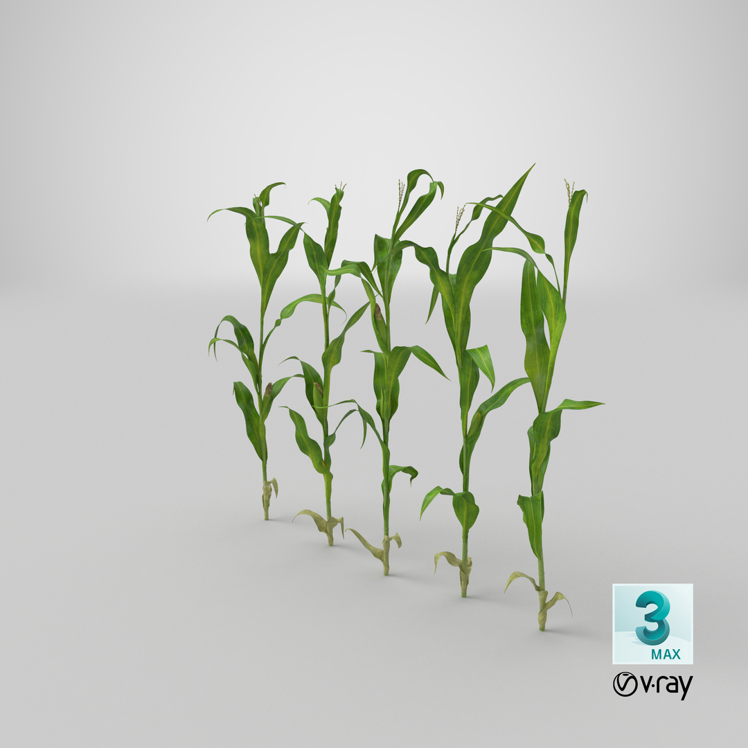 3D corn-stalks-and-patch---row model - TurboSquid 1344456