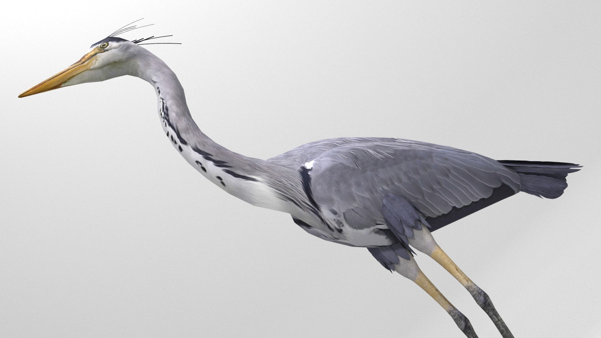 3D Model Heron - TurboSquid 1783566