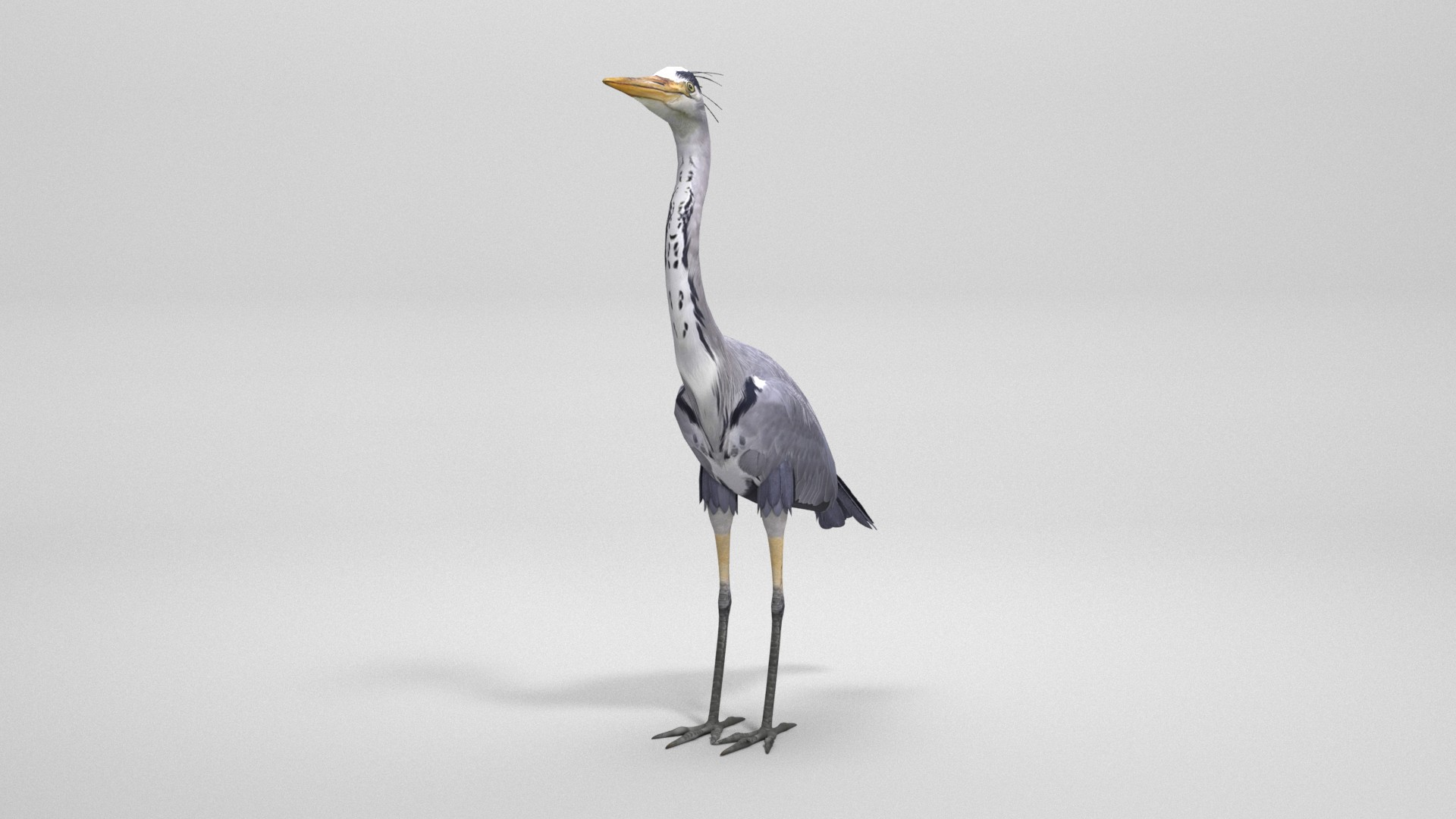 3D Model Heron - TurboSquid 1783566