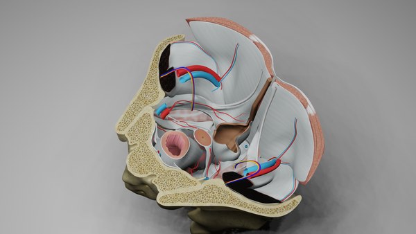 Modello 3D Fascia endopelvica e spazi potenziali - TurboSquid 1966729