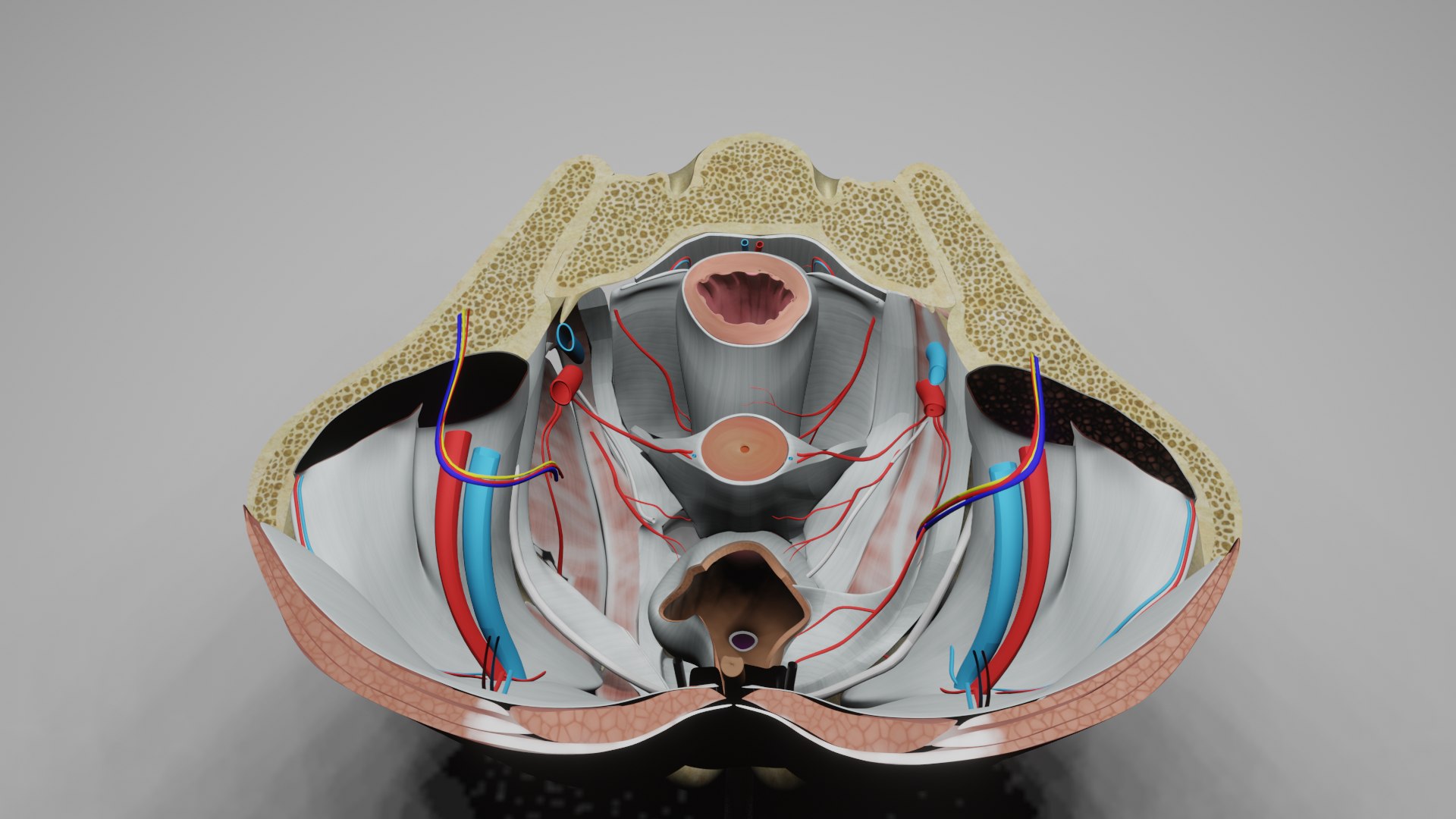 3D Endopelvic Fascia And Potential Spaces - TurboSquid 1966729