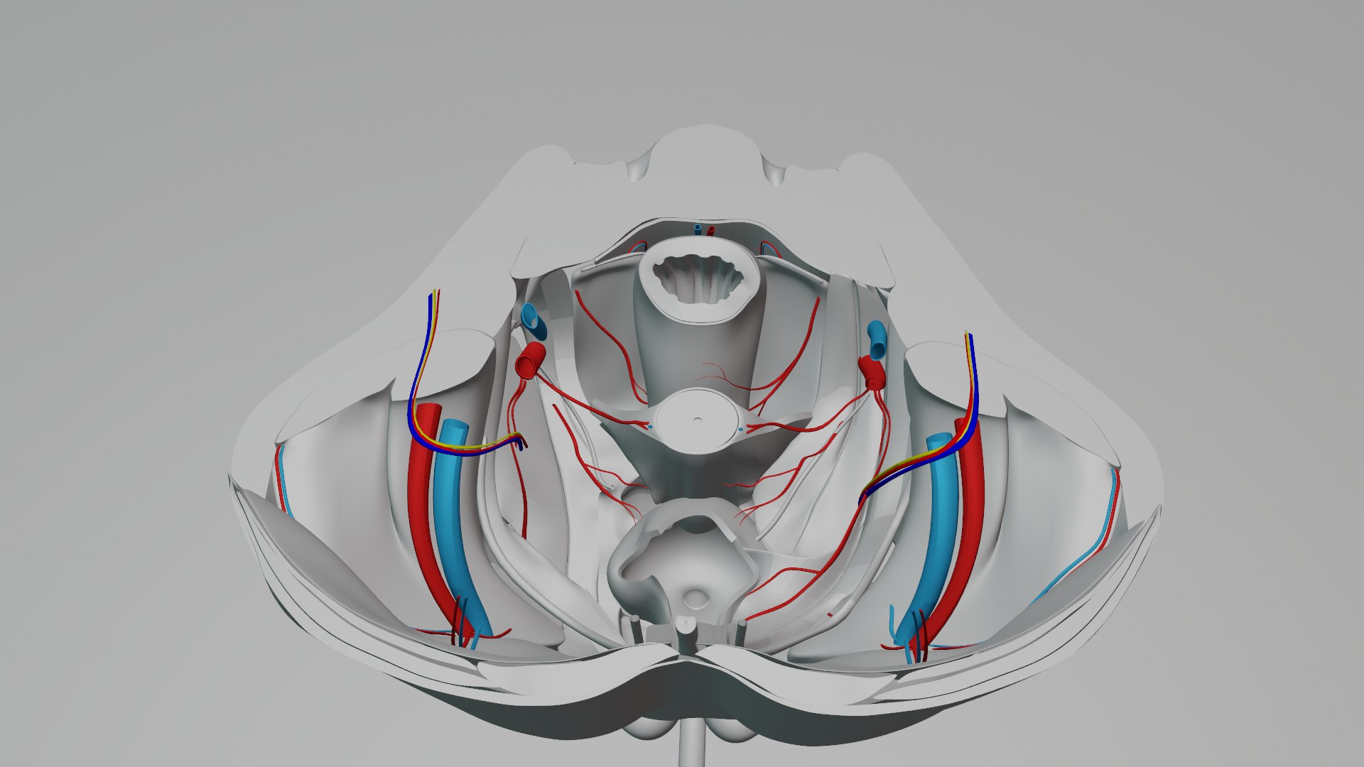 3D Endopelvic Fascia And Potential Spaces - TurboSquid 1966729