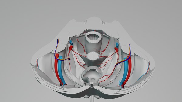 Endopelvic Fascia and Potential Spaces 3D 모델 - TurboSquid 1966729