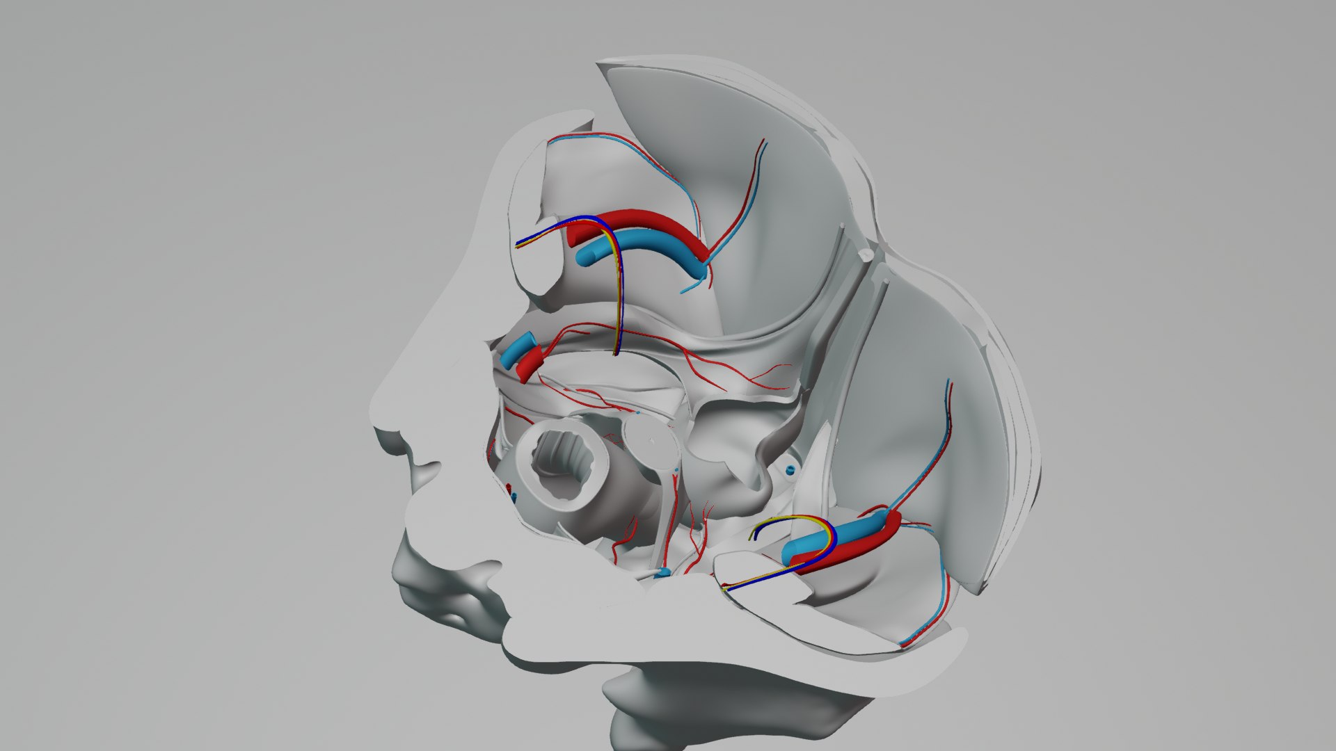 3D Endopelvic Fascia And Potential Spaces - TurboSquid 1966729