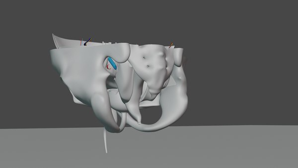 Endopelvic Fascia and Potential Spaces 3D 모델 - TurboSquid 1966729