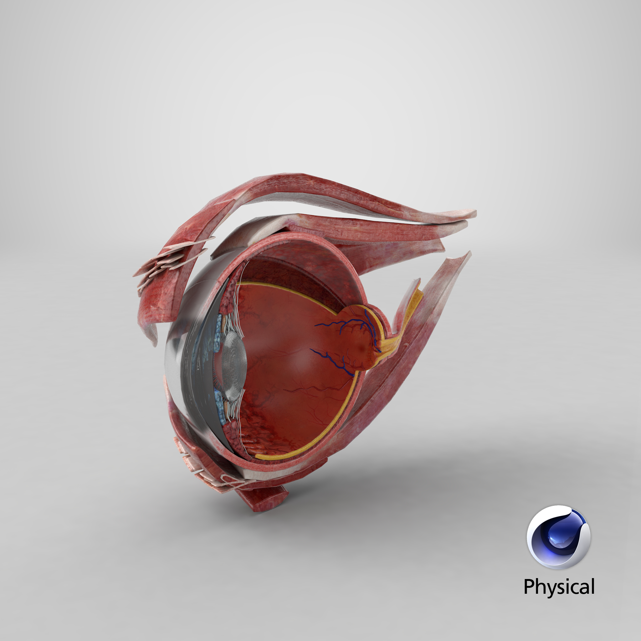 Cross-section human eye right 3D model - TurboSquid 1513424