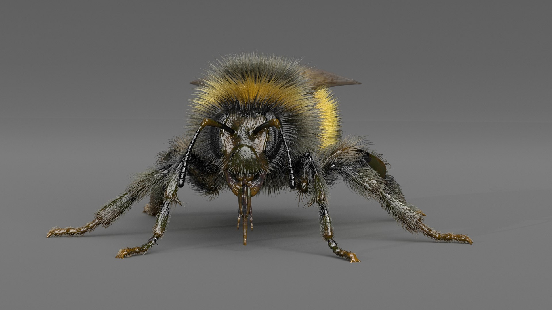 3D White-tailed Bumblebee Rig Model - TurboSquid 1624632