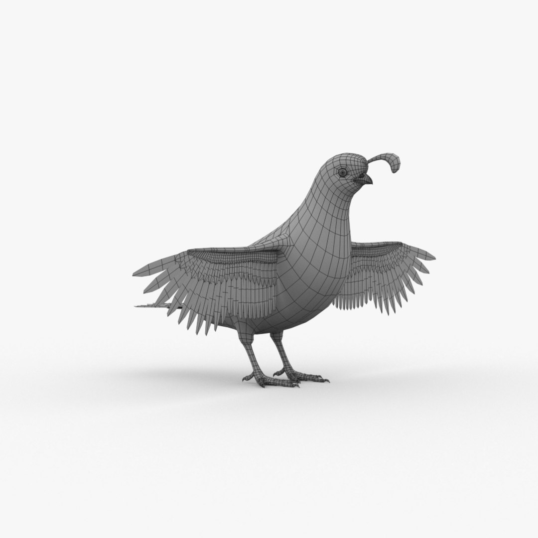 modelo 3d quail basemesh - TurboSquid 2007152