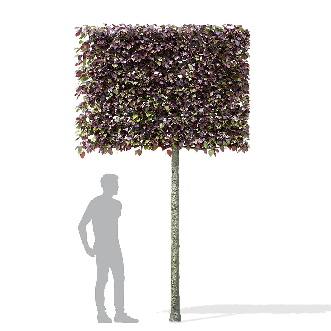 Fagus sylvatica purpurea pleached 3D model - TurboSquid 1994105