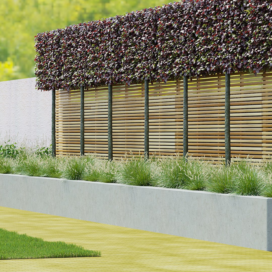 Fagus sylvatica purpurea pleached 3D model - TurboSquid 1994105