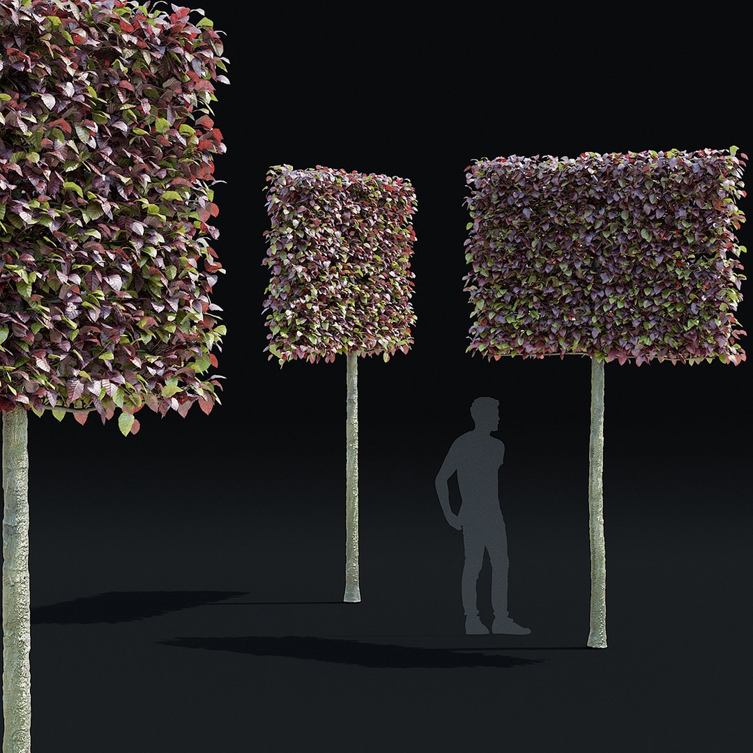 Fagus sylvatica purpurea pleached 3D model - TurboSquid 1994105