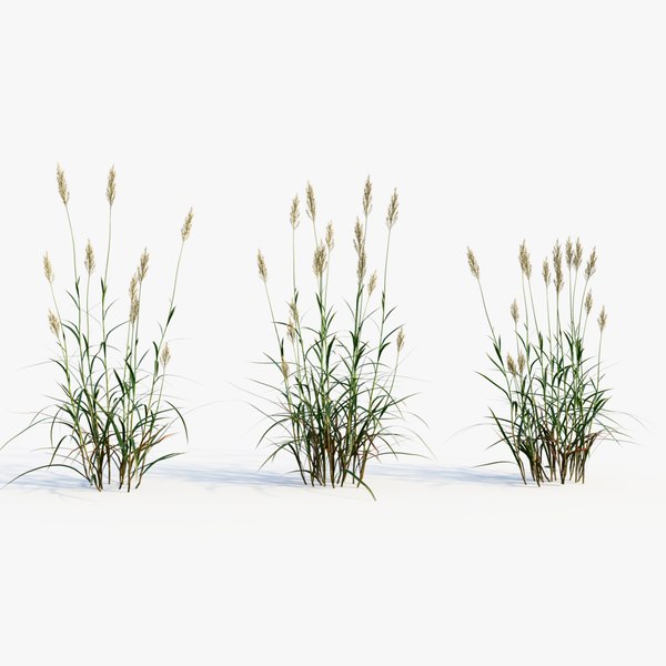 Grasses SketchUp Models for Download | TurboSquid