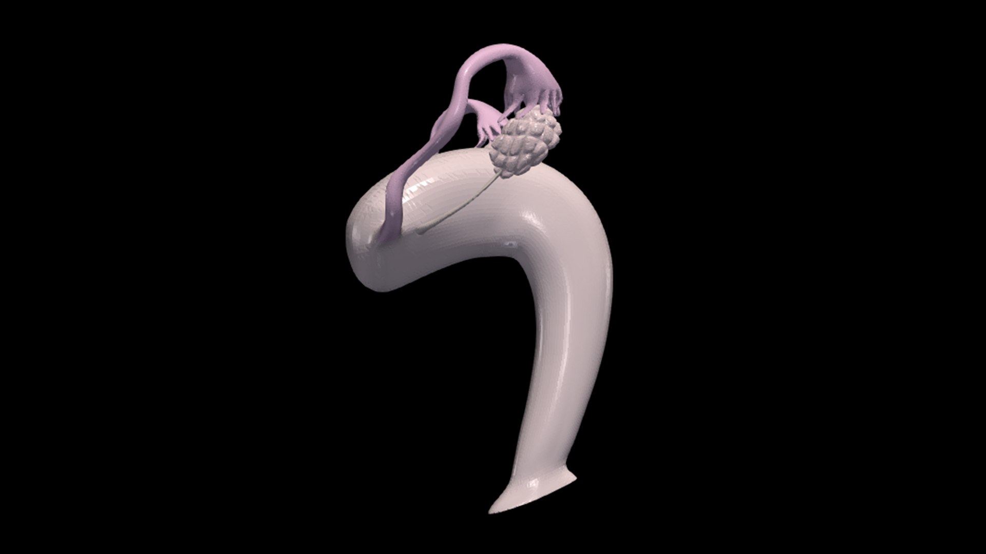 3D Model Of Female Reproductive System Model - TurboSquid 2076753