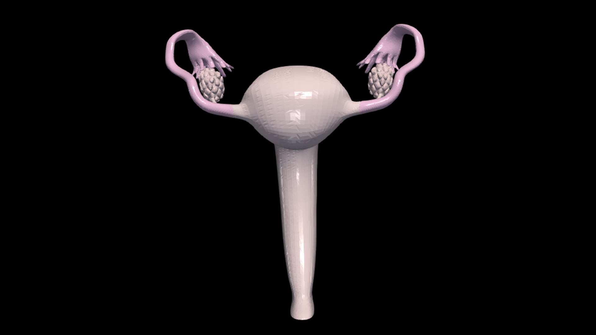 3D Model Of Female Reproductive System Model - TurboSquid 2076753