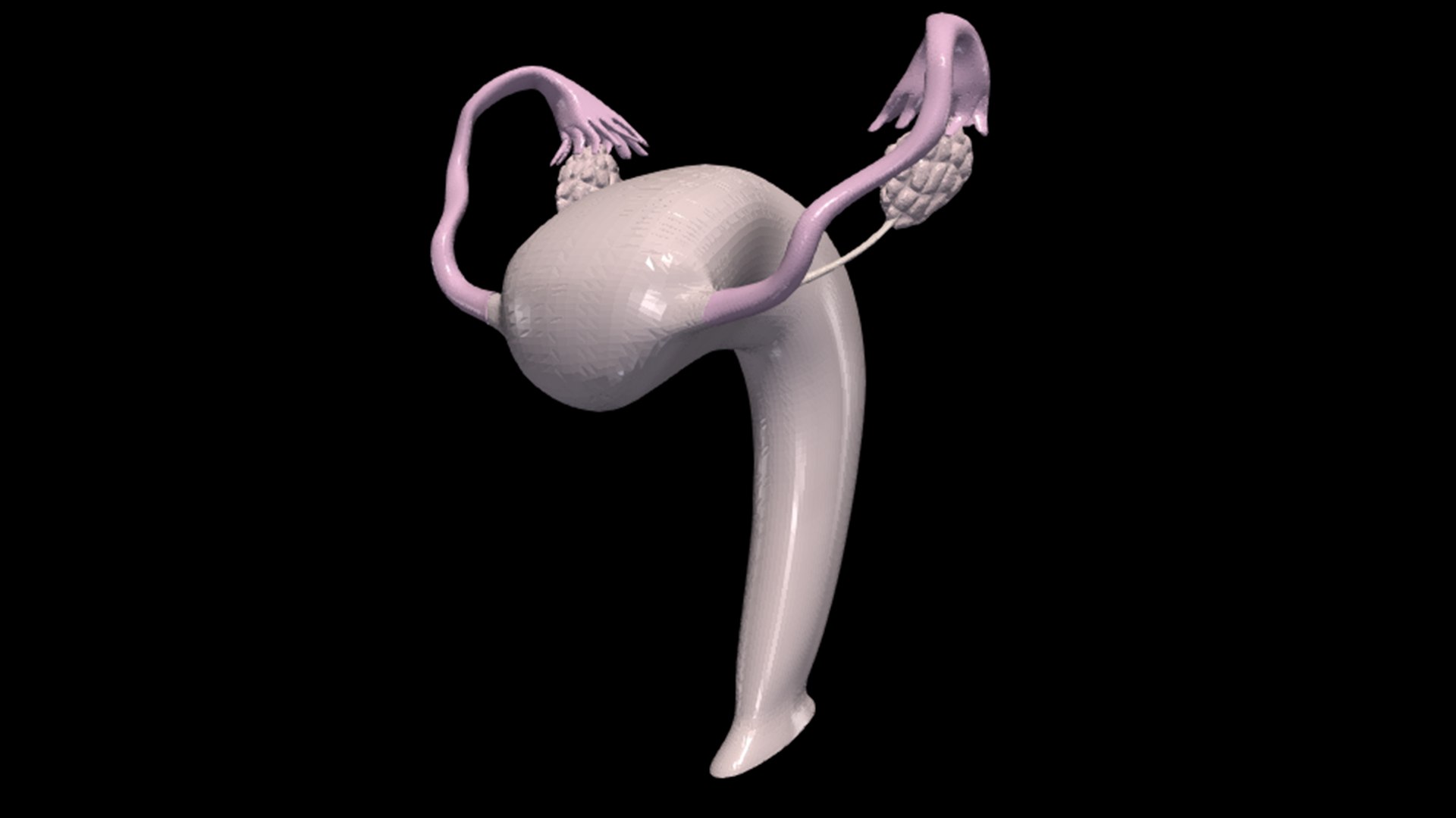 3D Model Of Female Reproductive System Model - TurboSquid 2076753