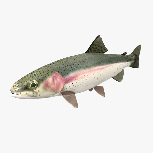 Fish 3D Models for Download | TurboSquid