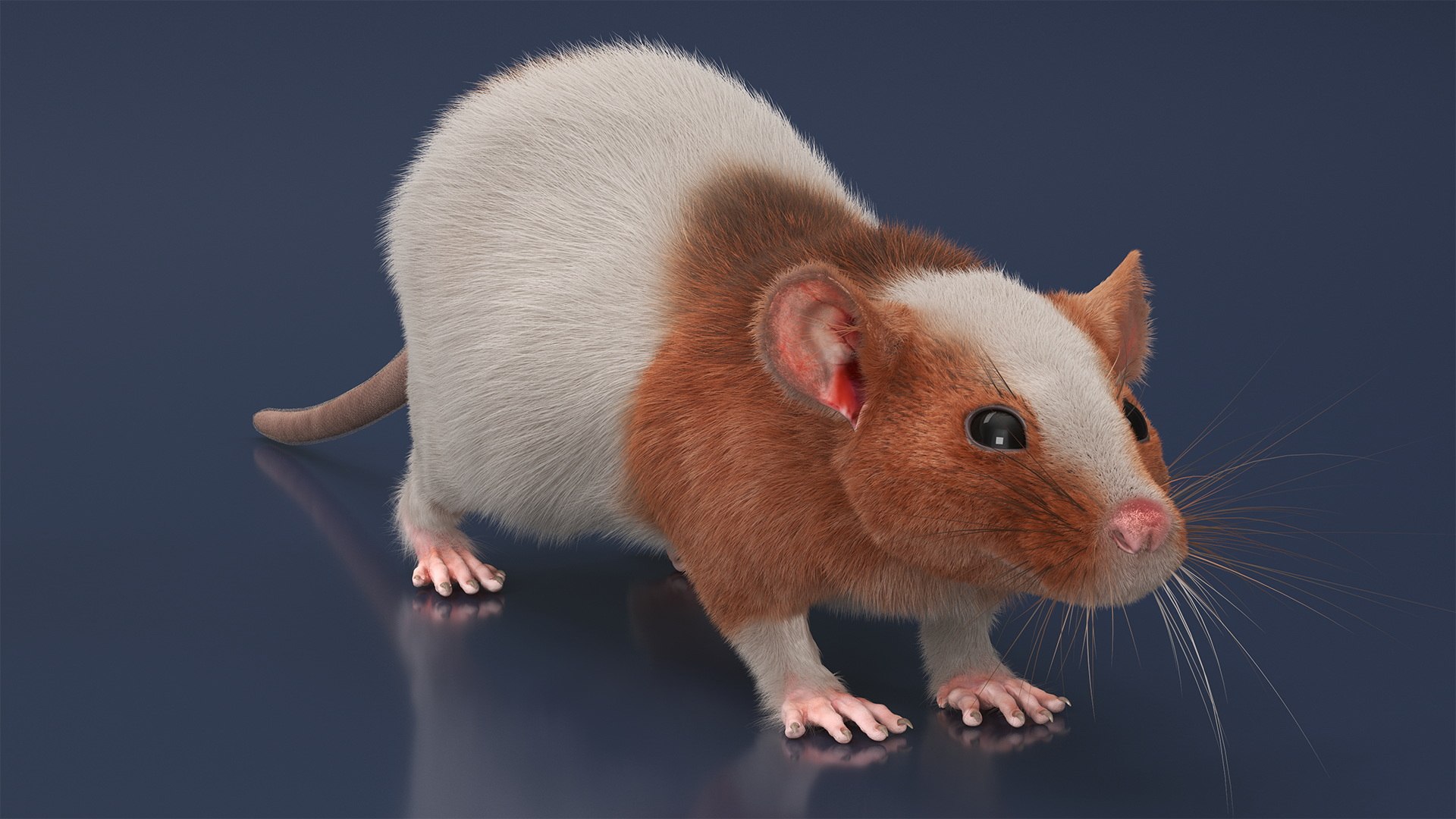 Dumbo Rat Rigged Fur 3D Model - TurboSquid 2376821