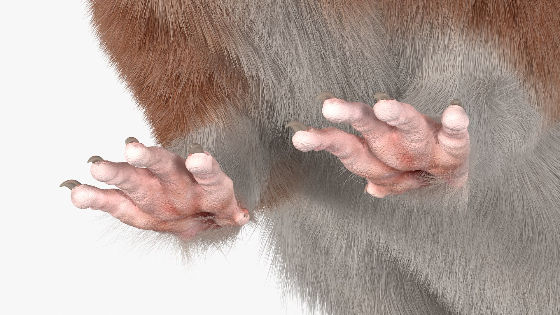 Dumbo Rat Rigged Fur 3D Model - TurboSquid 2376821