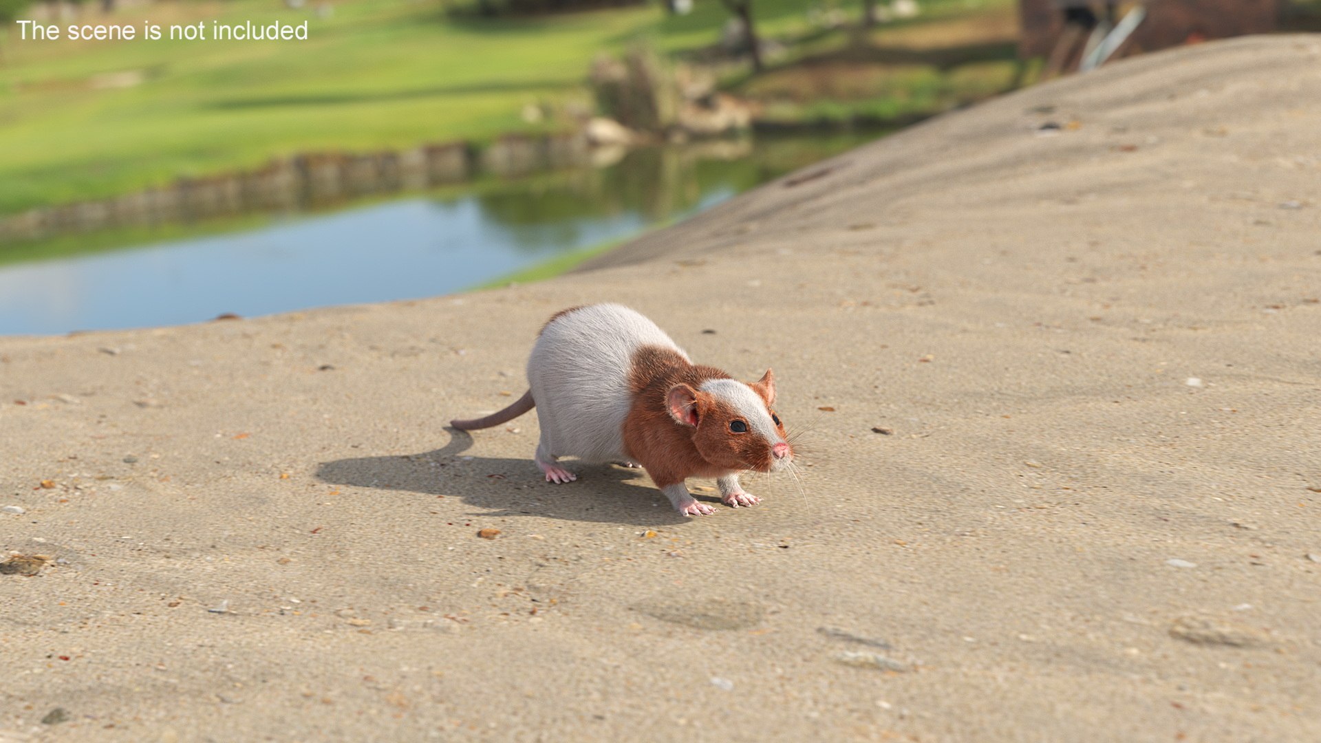 Dumbo Rat Rigged Fur 3D Model - TurboSquid 2376821