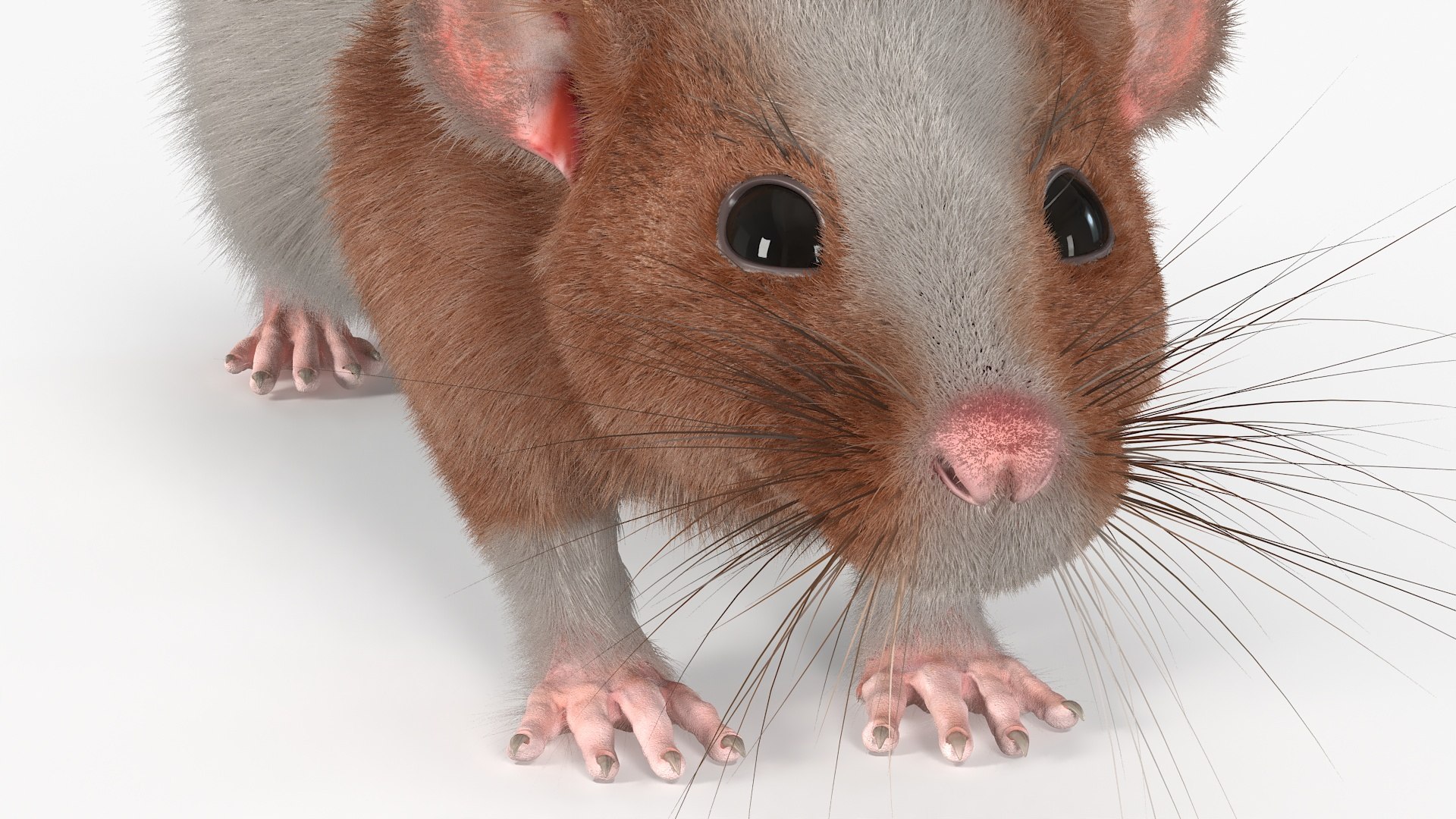 Dumbo Rat Rigged Fur 3D Model - TurboSquid 2376821