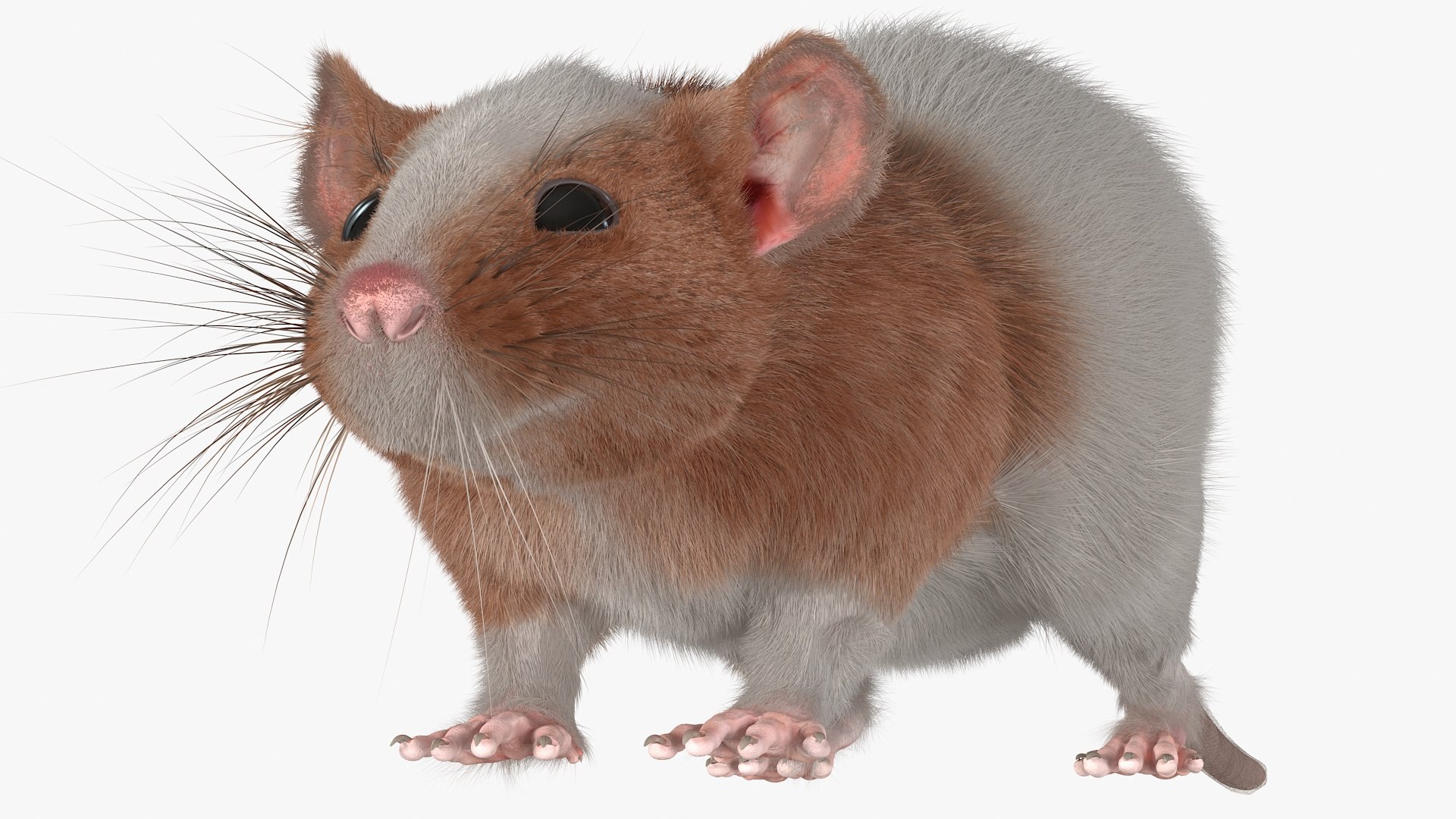 Dumbo Rat Rigged Fur 3D Model - TurboSquid 2376821