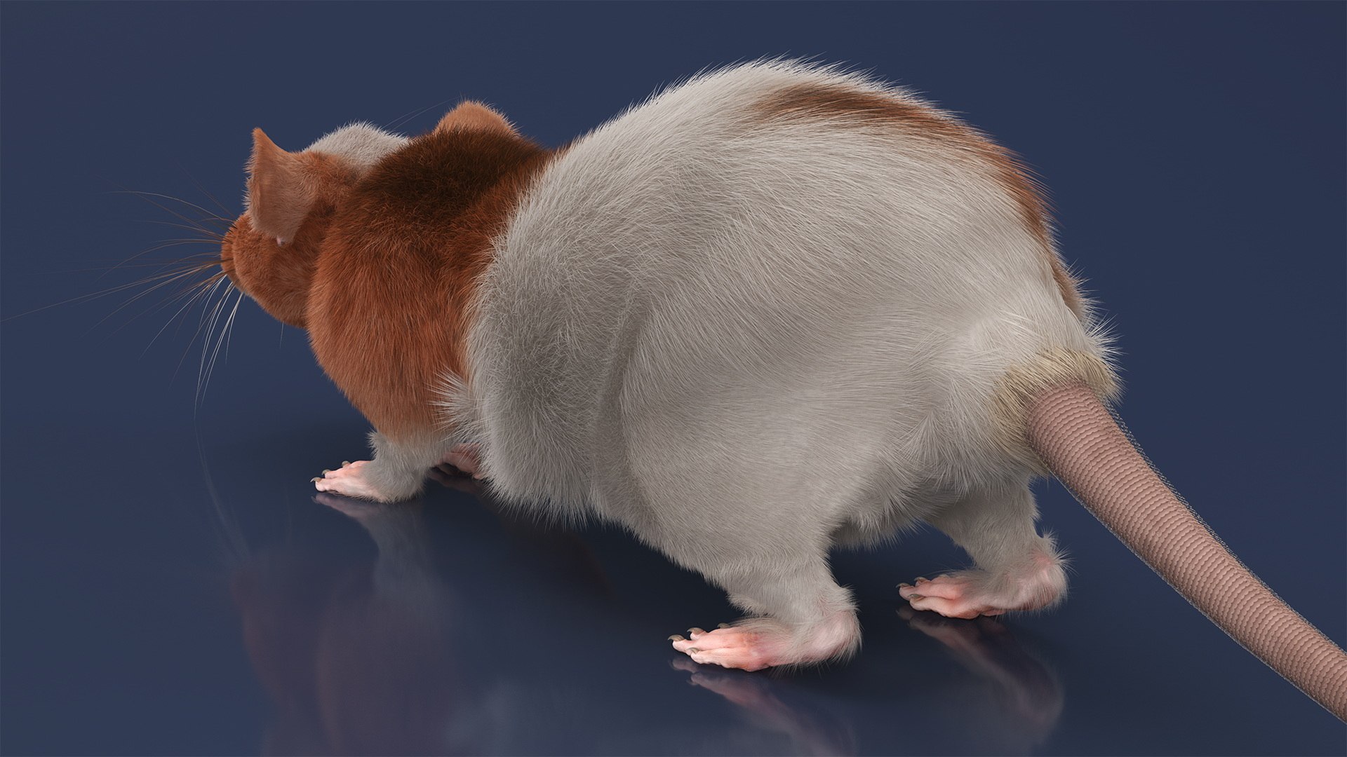 Dumbo Rat Rigged Fur 3D Model - TurboSquid 2376821