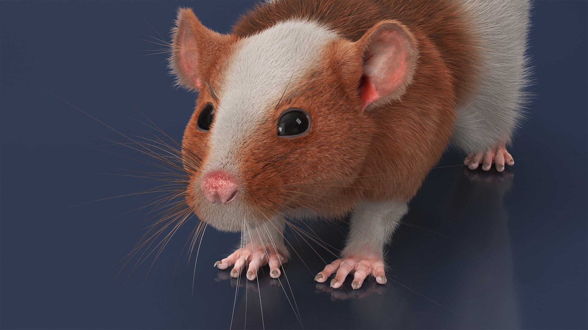 Dumbo Rat Rigged Fur 3D Model - TurboSquid 2376821