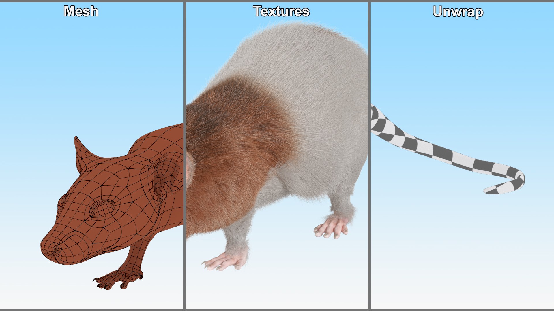 Dumbo Rat Rigged Fur 3D Model - TurboSquid 2376821