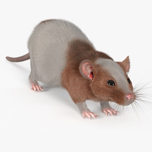 modelo 3d Rata Dumbo de piel aparejada - TurboSquid 2376821