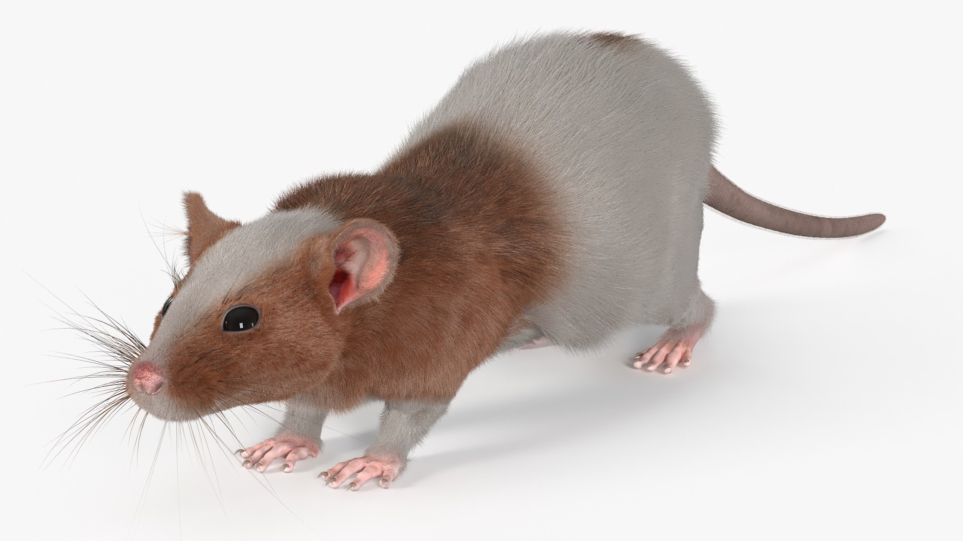 Dumbo Rat Rigged Fur 3D Model - TurboSquid 2376821