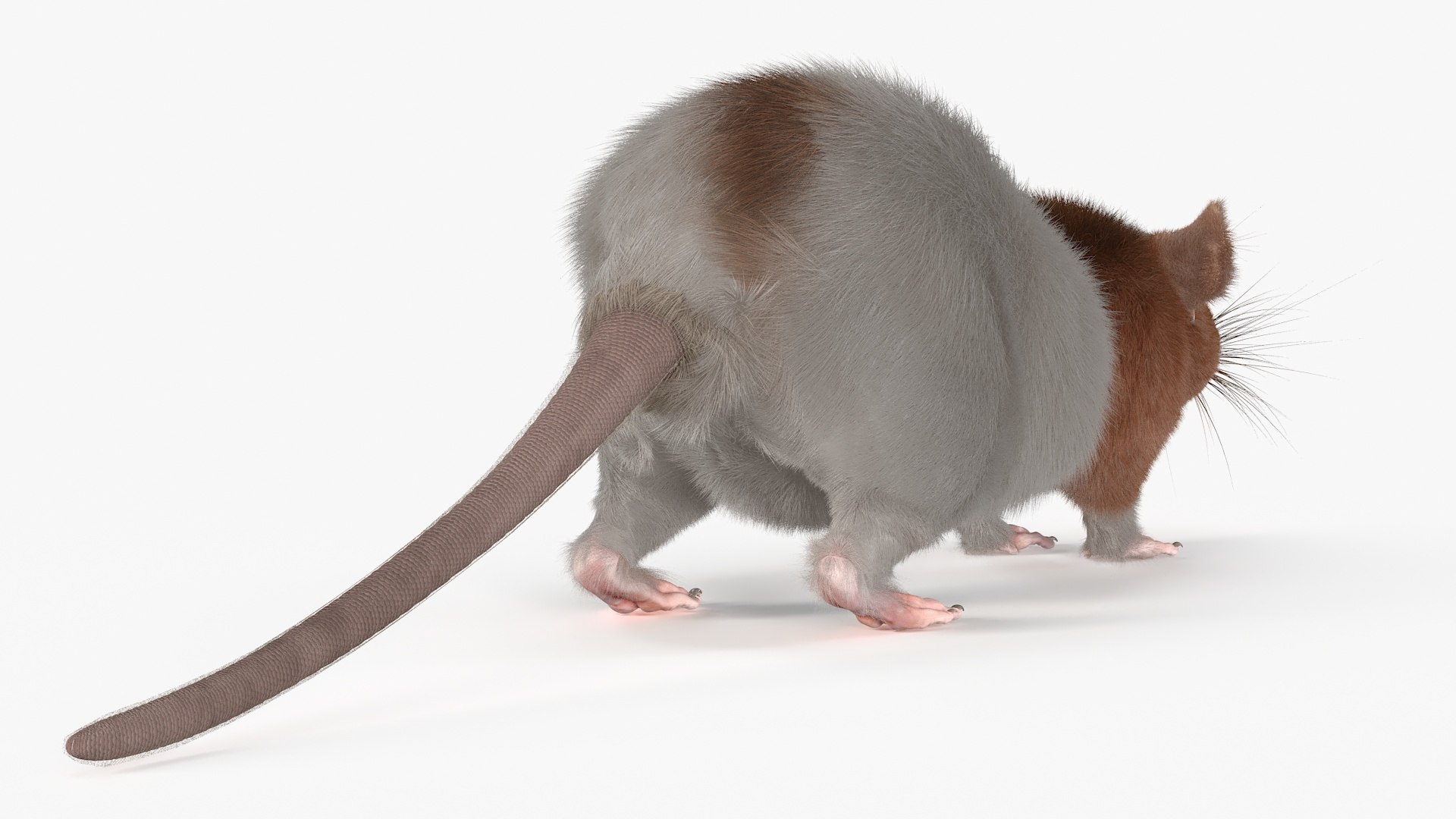 Dumbo Rat Rigged Fur 3D Model - TurboSquid 2376821