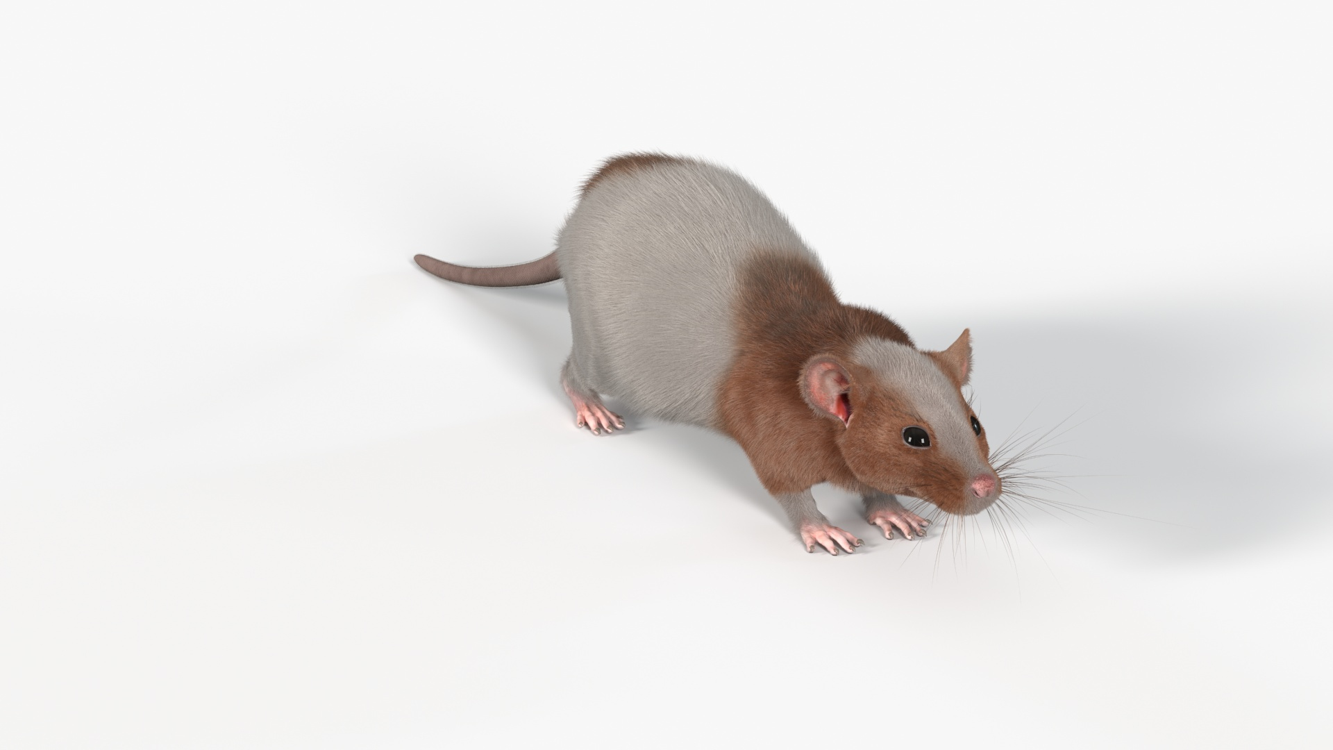 Dumbo Rat Rigged Fur 3D Model - TurboSquid 2376821