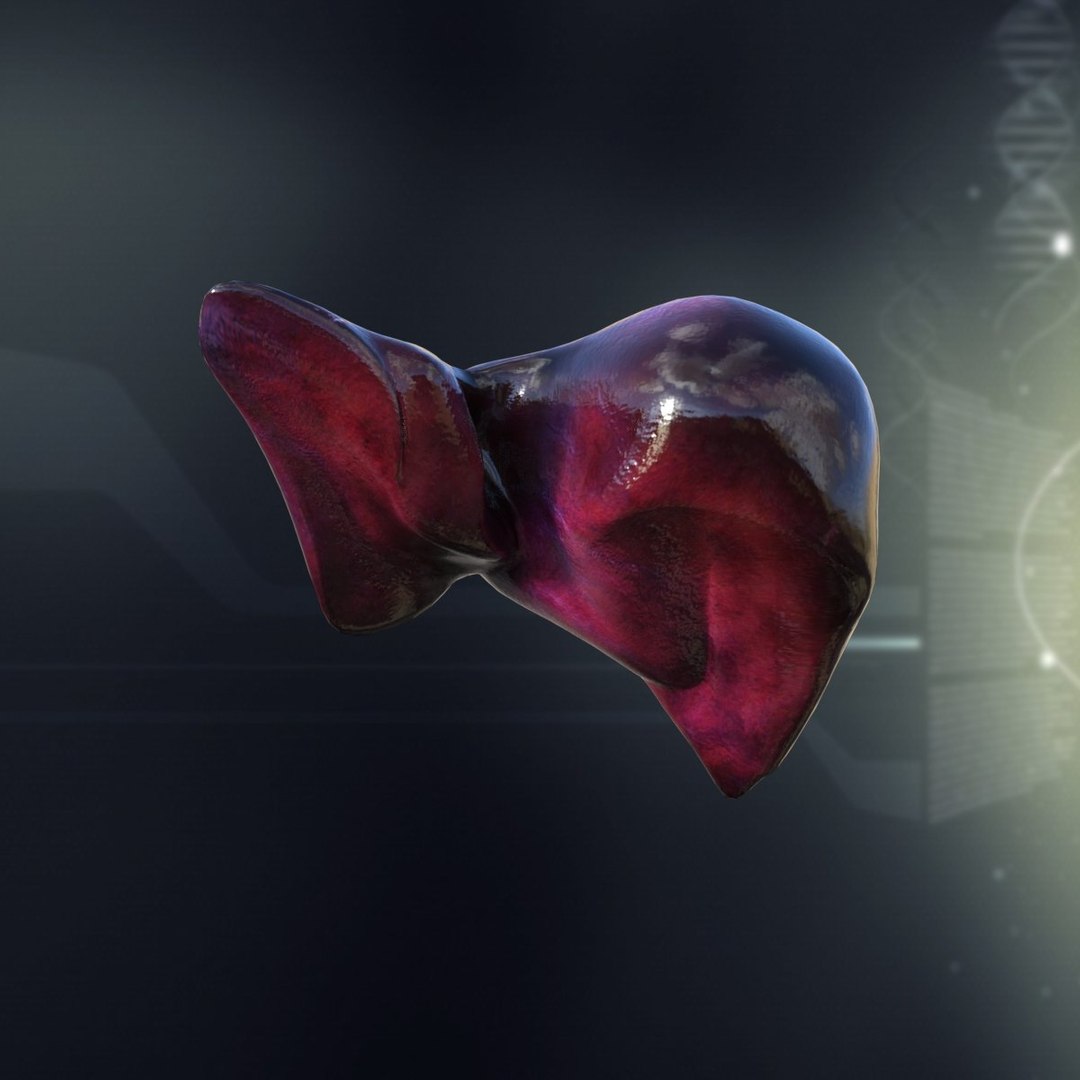 Lwo Human Liver Anatomy