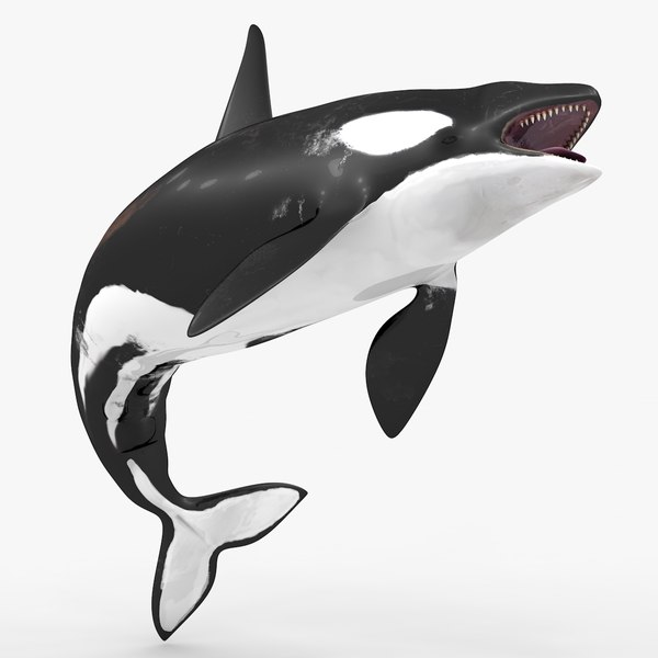 3D Orca Models | TurboSquid