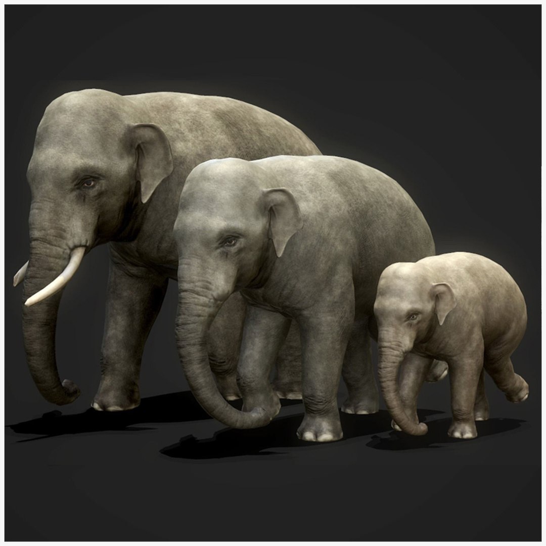 3D Animal Mammal Elephant - TurboSquid 1678138