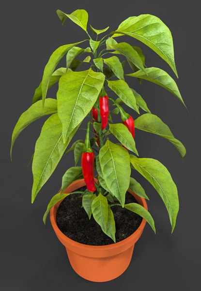 xfrogplants chili pepper plant 3d obj