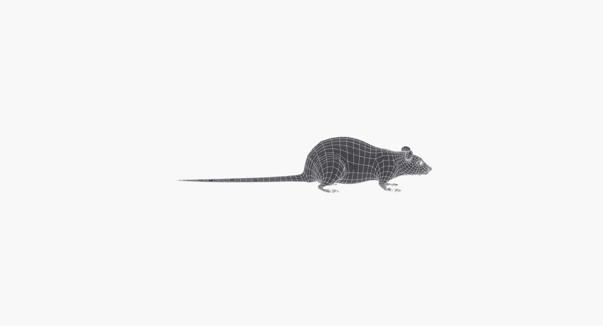 3d Rat Model