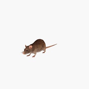 Animated 3D Rat Models | TurboSquid