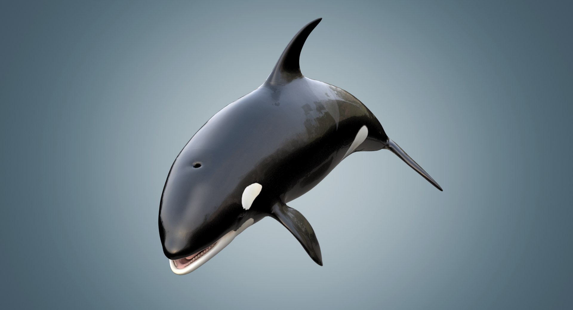 Realistic Killer Whale Orca 3d Max