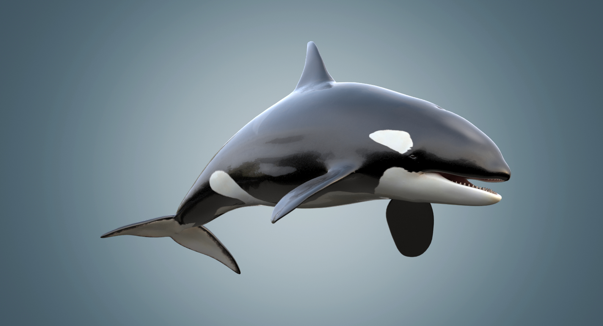 realistic killer whale orca 3d max