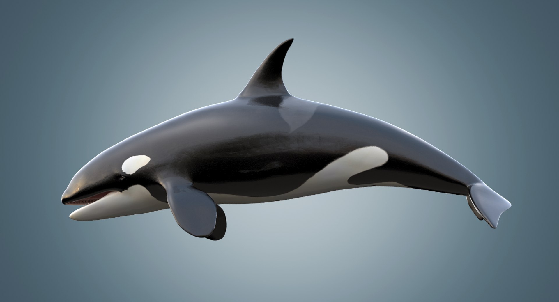 Realistic Killer Whale Orca 3d Max
