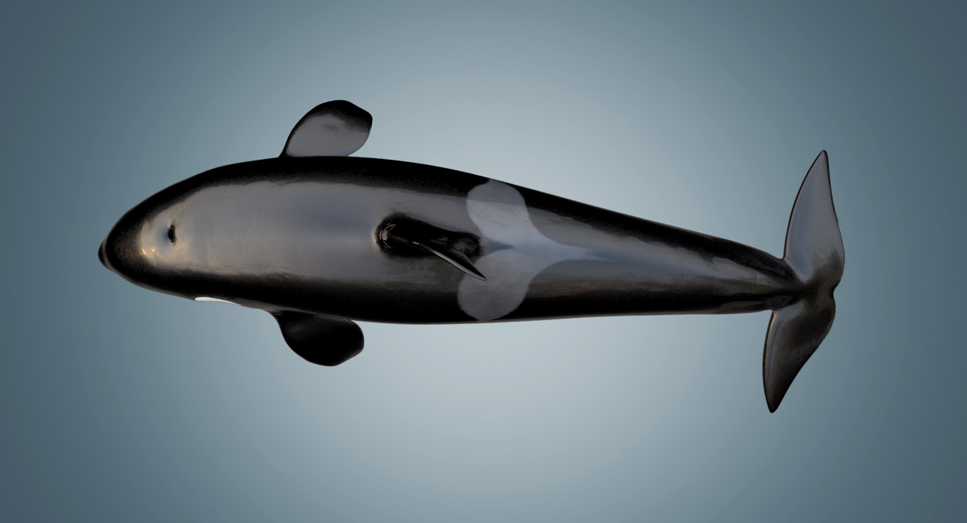 Realistic Killer Whale Orca 3d Max