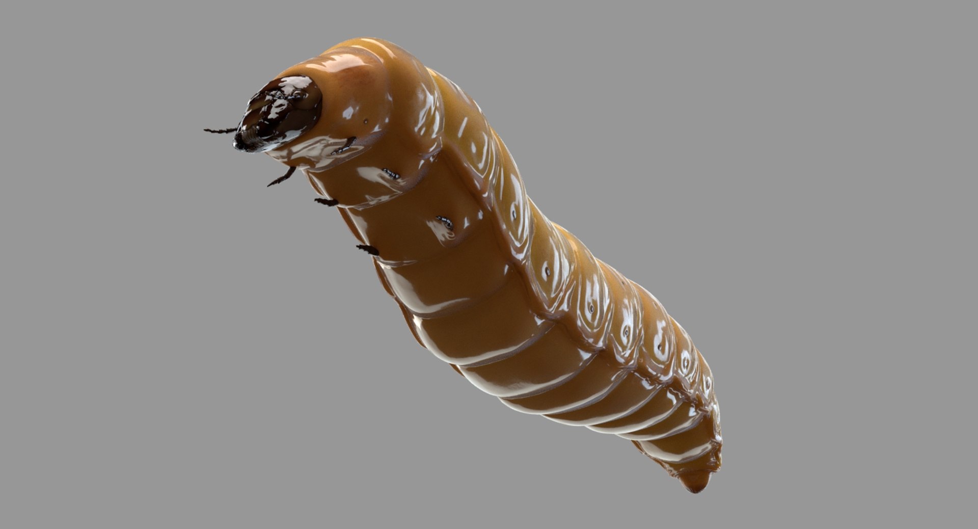 3D Realistic Maggot Pose - TurboSquid 1425106