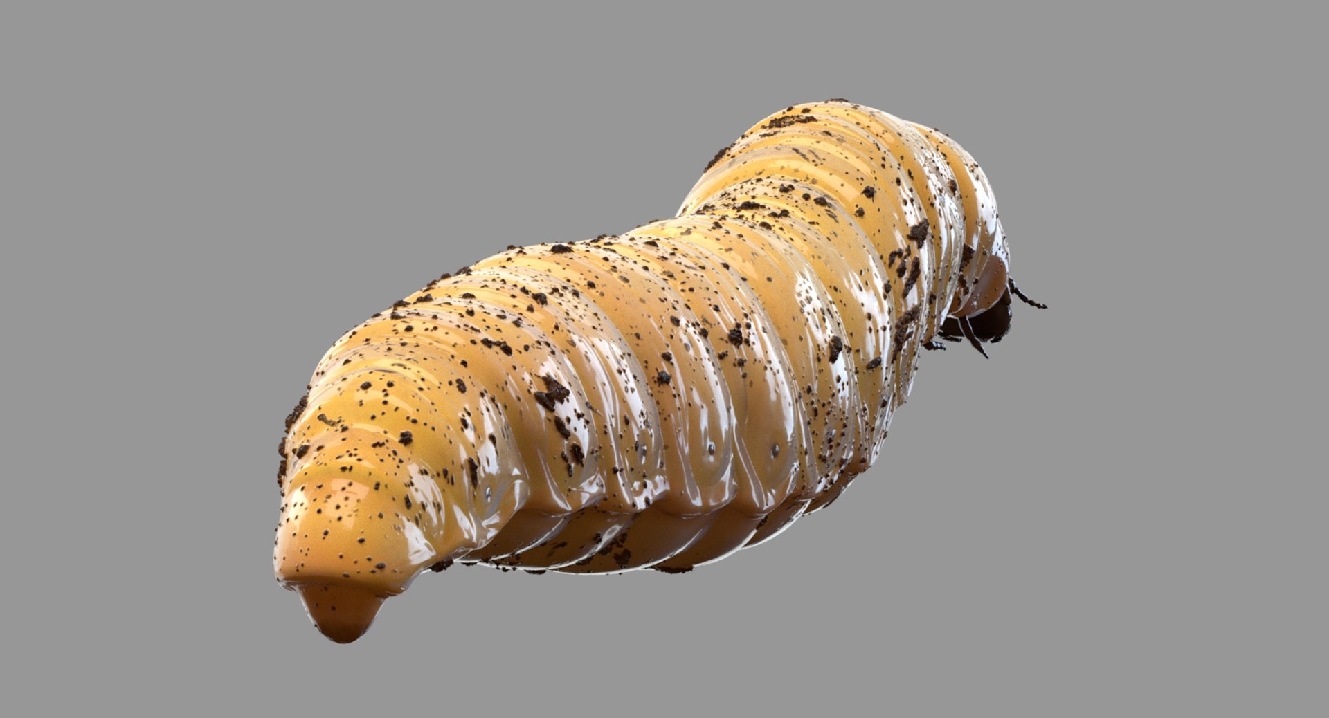 3D Realistic Maggot Pose - TurboSquid 1425106