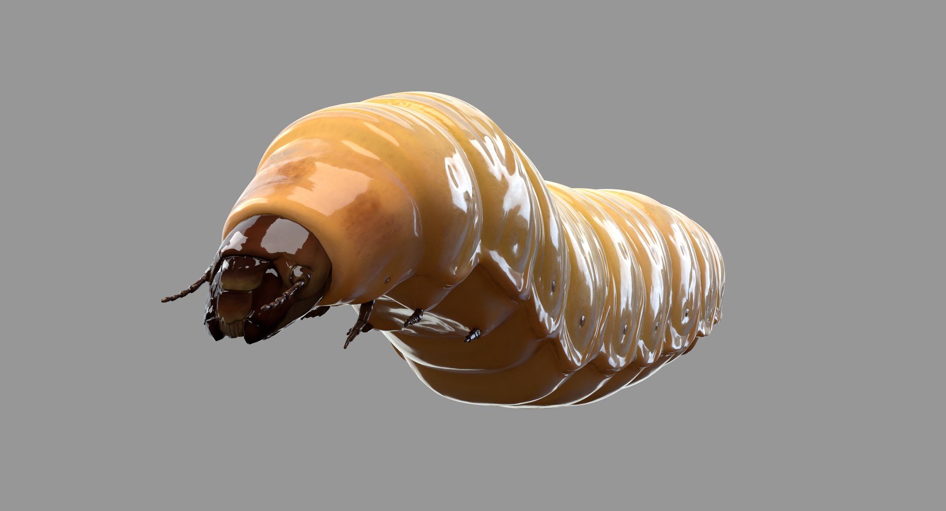 3D Realistic Maggot Pose - TurboSquid 1425106