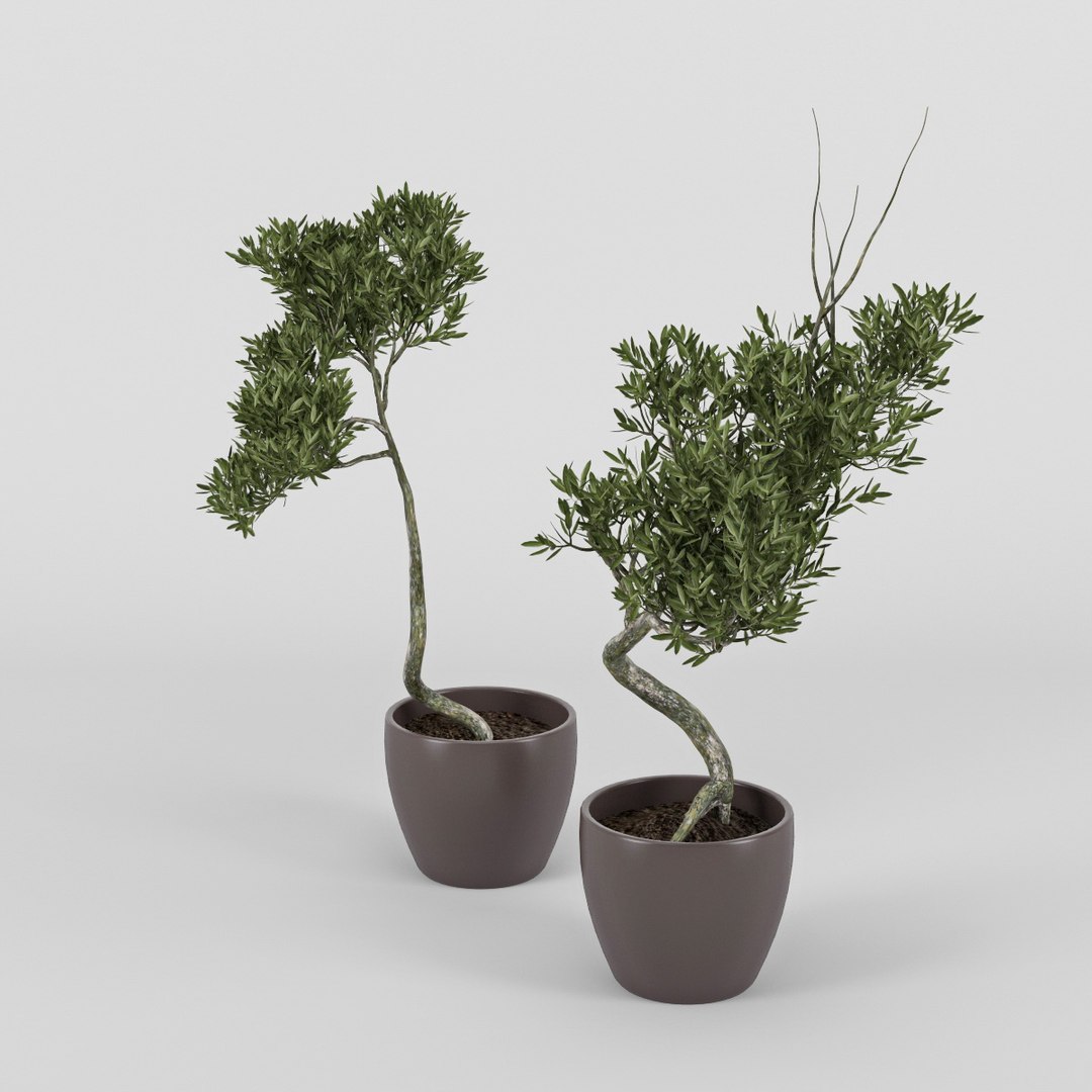 Olive Tree 3d Max